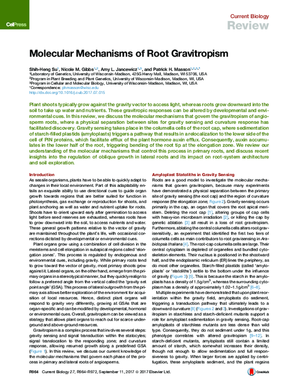 (PDF) Molecular Mechanisms of Root Gravitropism