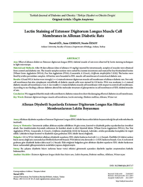 (PDF) Alloxan Diyabetli Sıçanlarda Extensor Digitorum Longus Kas ...