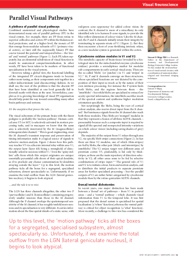 (PDF) Parallel Visual Pathways