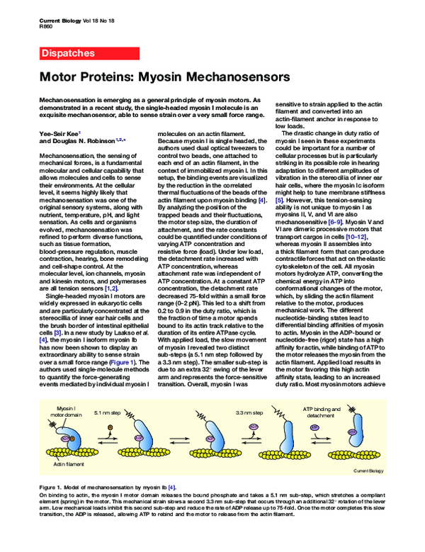 (PDF) Motor Proteins: Myosin Mechanosensors