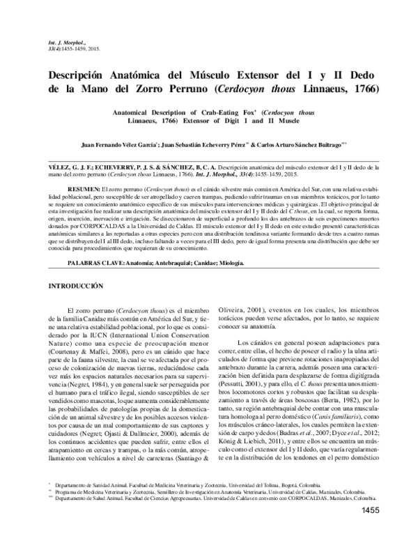 (PDF) Descripción Anatómica del Músculo Extensor del I y II Dedo de la ...