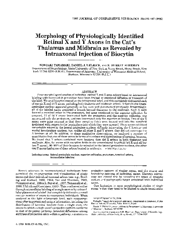 (PDF) Morphology of physiologically identified retinal X and Y axons in ...