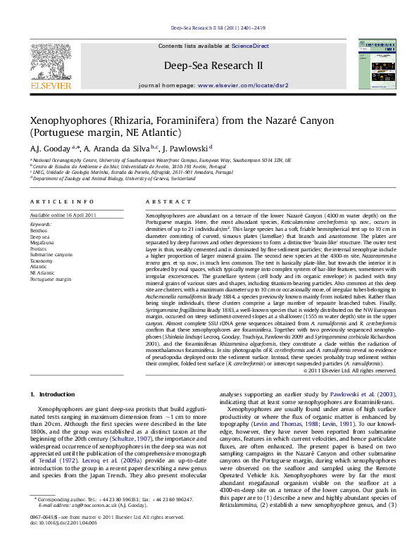(PDF) Xenophyophores (Rhizaria, Foraminifera) from the Nazaré Canyon ...