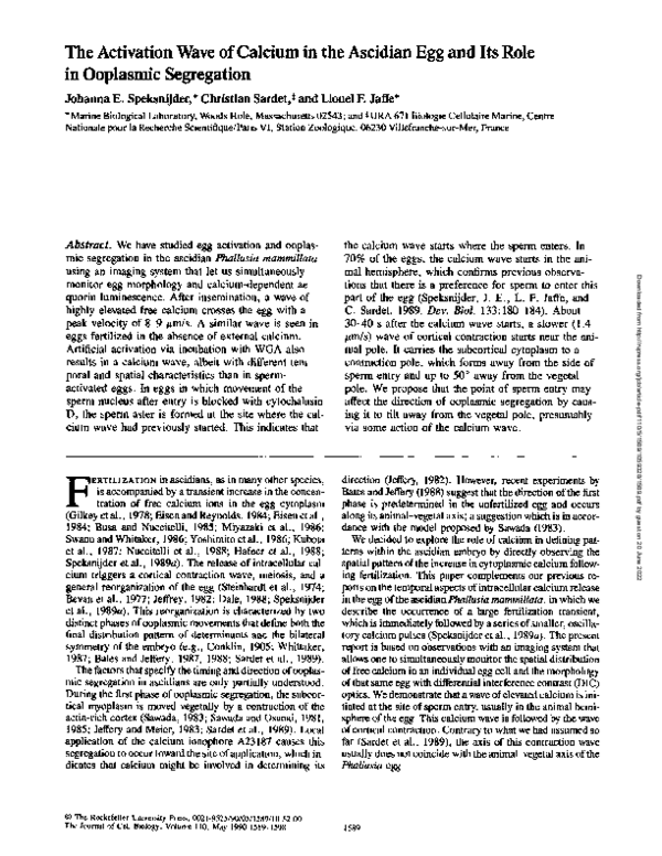 (PDF) The activation wave of calcium in the ascidian egg and its role ...