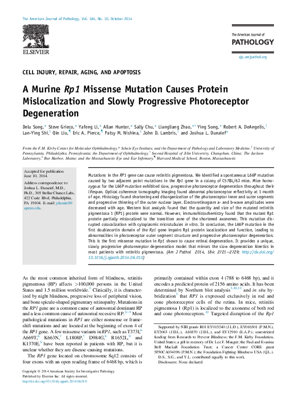(PDF) A Murine Rp1 Missense Mutation Causes Protein Mislocalization and ...