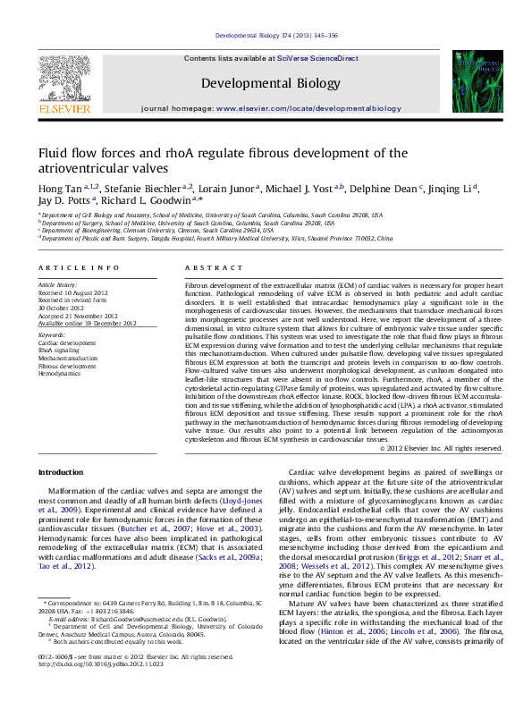 (PDF) Fluid flow forces and rhoA regulate fibrous development of the ...