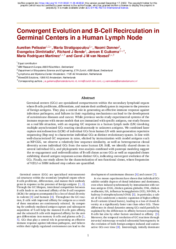 (PDF) Convergent Evolution and B-Cell Recirculation in Germinal Centers in a Human Lymph Node