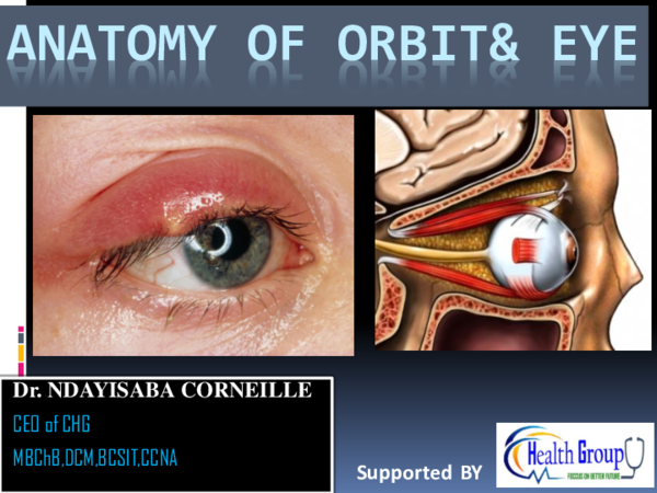 (PDF) ANATOMY OF ORBIT& EYE