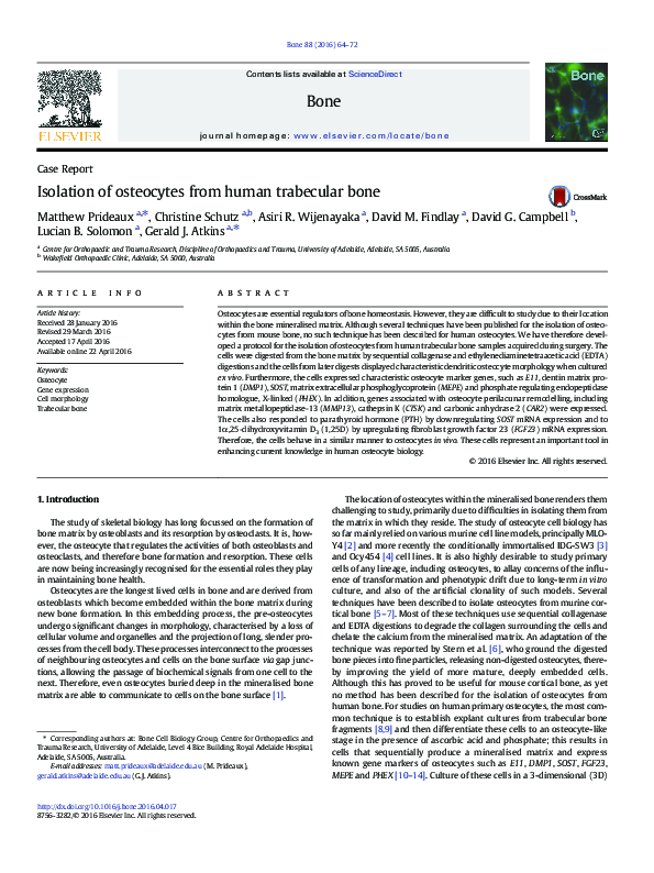 (PDF) Isolation of osteocytes from human trabecular bone