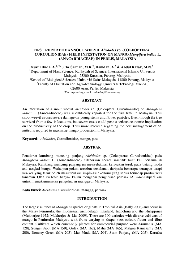 (PDF) FIRST REPORT OF A SNOUT WEEVIL Alcidodes sp. (COLEOPTERA ...