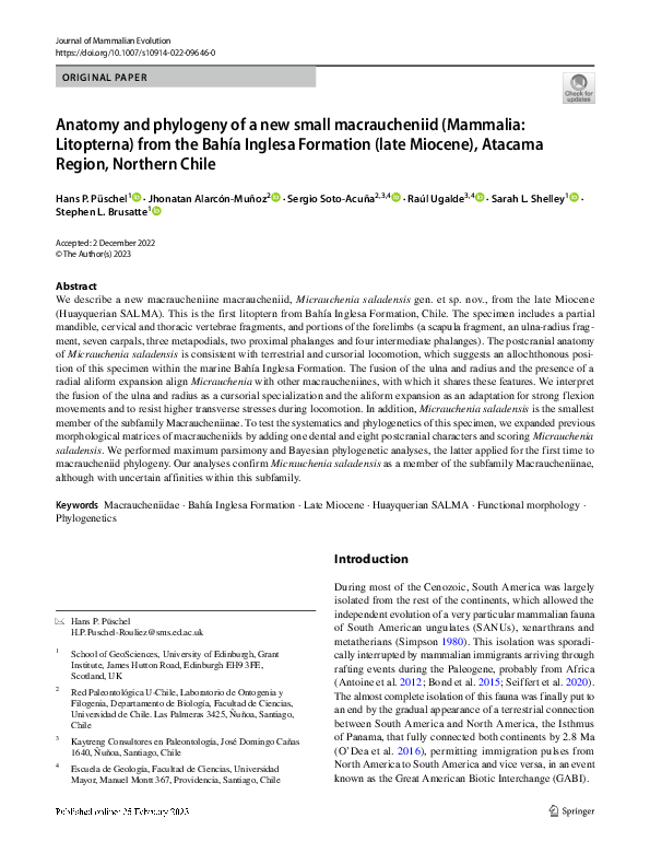 (PDF) Anatomy and phylogeny of a new small macraucheniid (Mammalia ...