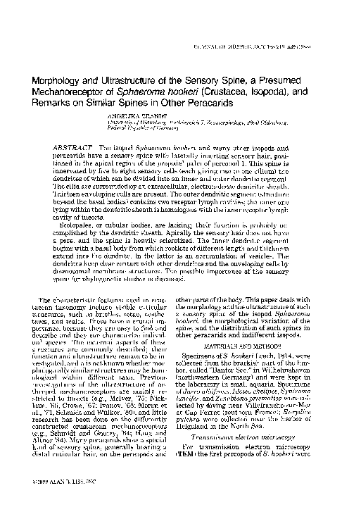 (PDF) Morphology and ultrastructure of the sensory spine, a presumed ...