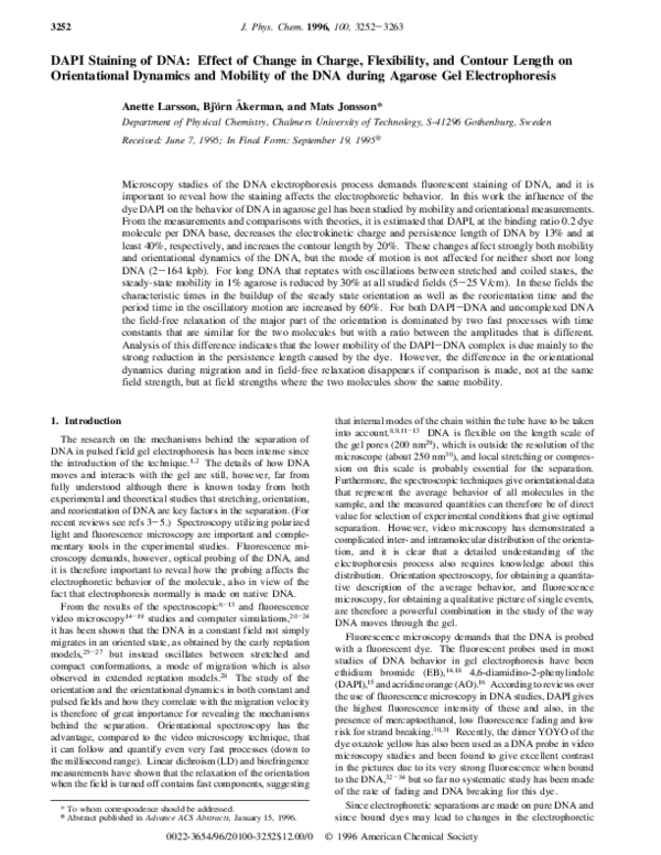 (PDF) DAPI Staining of DNA: Effect of Change in Charge, Flexibility ...