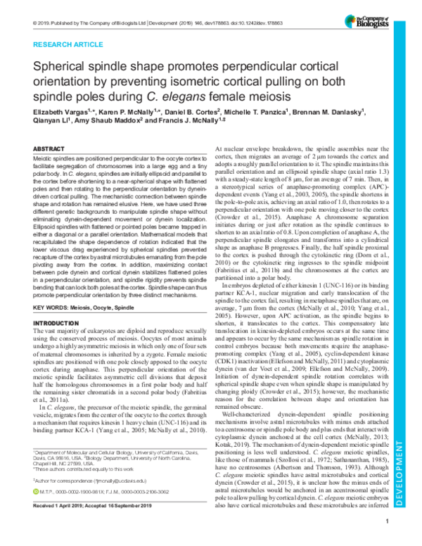 (PDF) Spherical Spindle Shape Promotes Perpendicular Cortical ...
