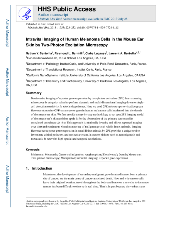 (PDF) Intravital Imaging of Human Melanoma Cells in the Mouse Ear Skin ...