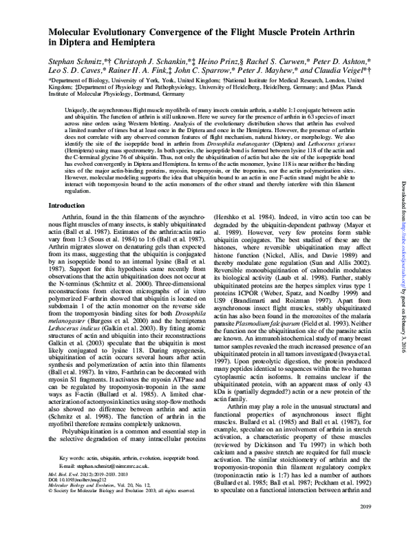 (PDF) Molecular Evolutionary Convergence of the Flight Muscle Protein ...