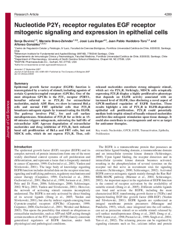 (PDF) Nucleotide P2Y1 receptor regulates EGF receptor mitogenic ...