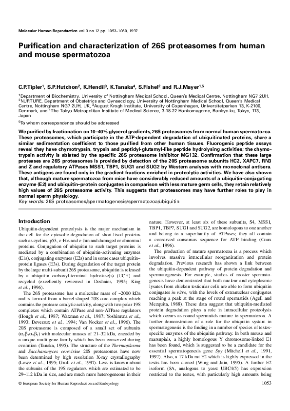(PDF) Purification and characterization of 26S proteasomes from human ...