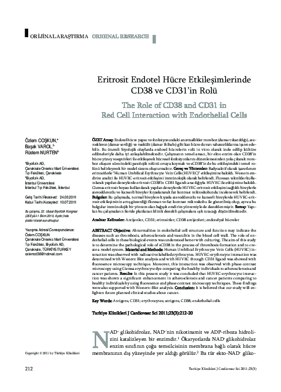 (PDF) Eritrosit Endotel Hücre Etkileşimlerinde CD38 ve CD31'in Rolü
