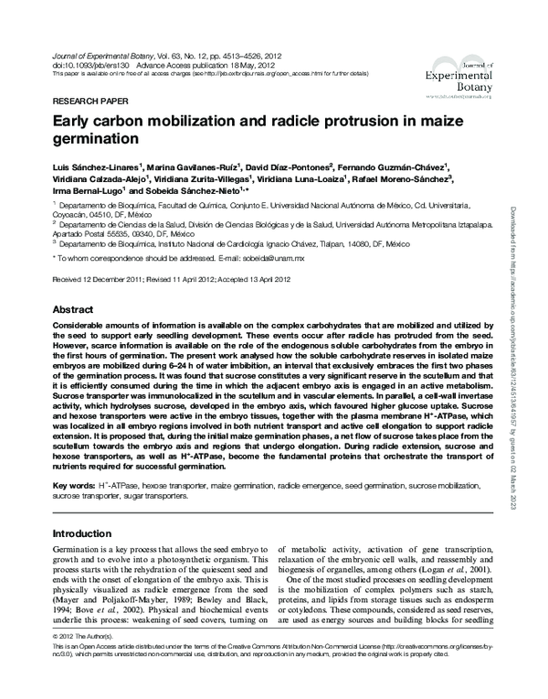 (PDF) Early carbon mobilization and radicle protrusion in maize ...