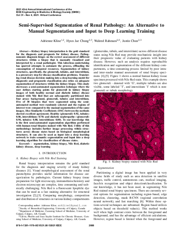(PDF) Semi-Supervised Segmentation of Renal Pathology: An Alternative to Manual Segmentation and ...