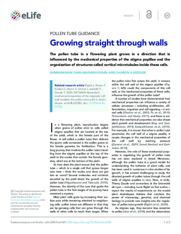 (PDF) Growing straight through walls