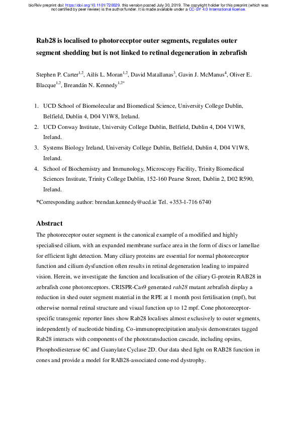 (PDF) Rab28 is localised to photoreceptor outer segments, regulates ...