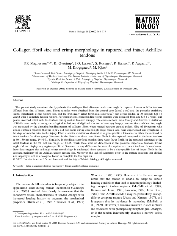 (PDF) Collagen fibril size and crimp morphology in ruptured and intact ...