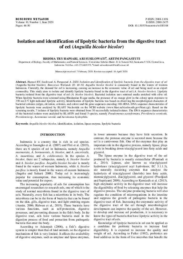 (PDF) Isolation and identification of lipolytic bacteria from the digestive tract of eel ...