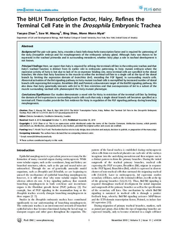 (PDF) The bHLH Transcription Factor, Hairy, Refines the Terminal Cell ...