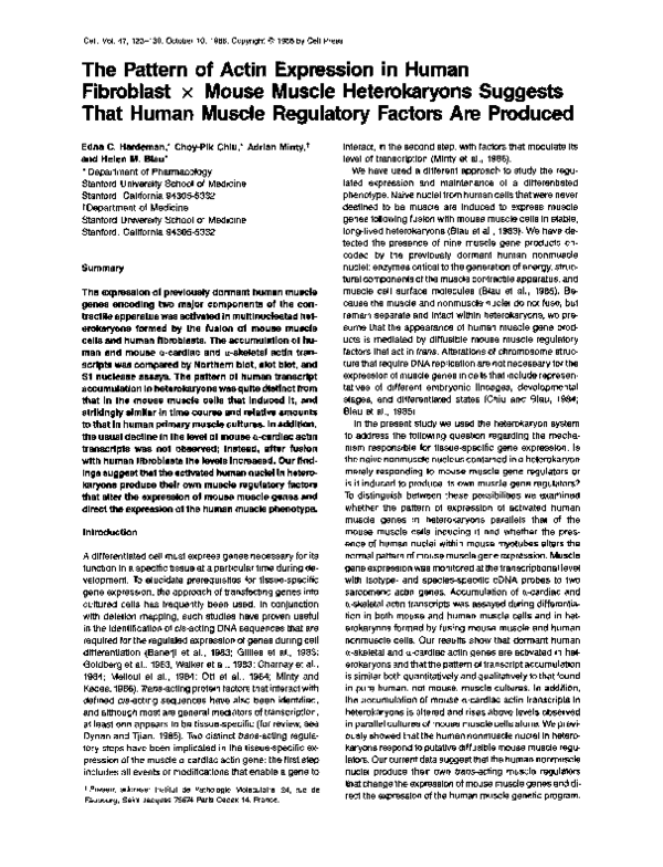 (PDF) The pattern of actin expression in human fibroblast × mouse ...