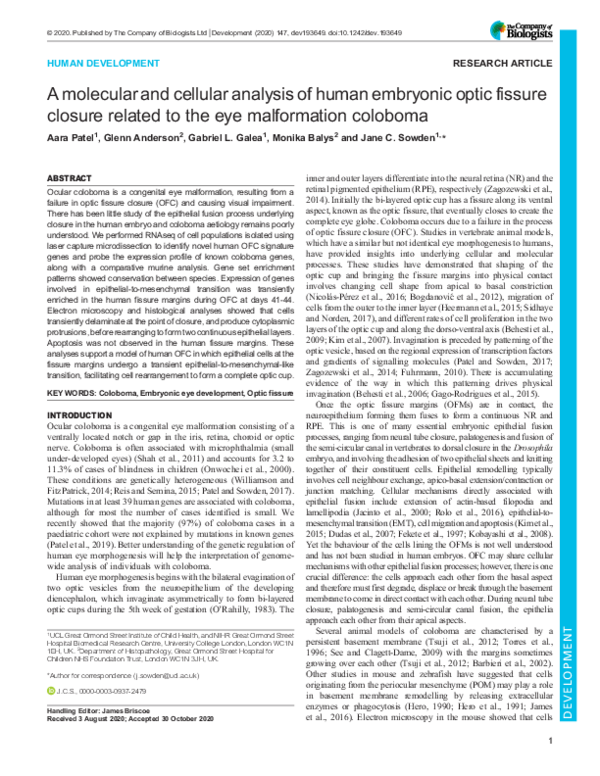 (PDF) A molecular and cellular analysis of human embryonic optic ...