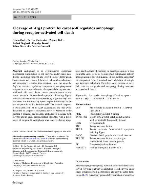 (PDF) Cleavage of Atg3 protein by caspase-8 regulates autophagy during ...