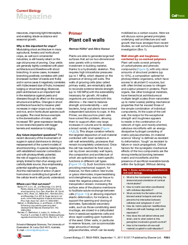 (PDF) Plant cell walls