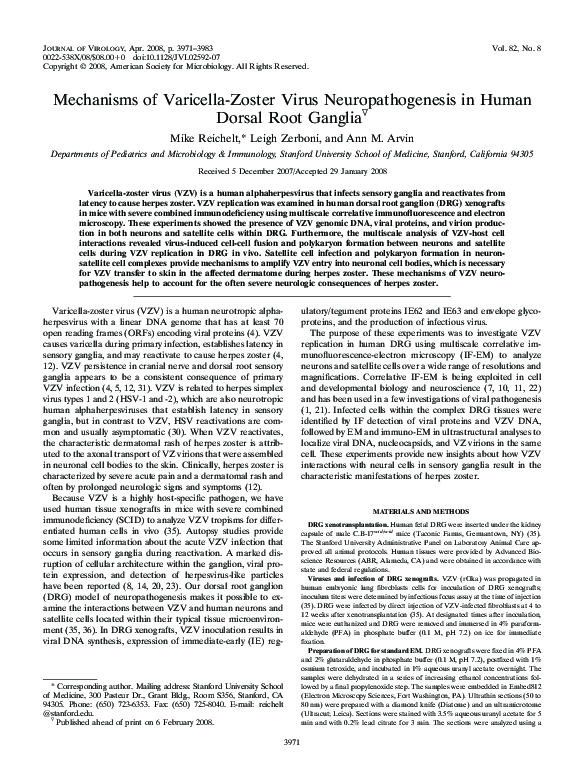 (PDF) Mechanisms of Varicella-Zoster Virus Neuropathogenesis in Human ...