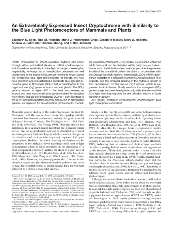 (PDF) An Extraretinally Expressed Insect Cryptochrome with Similarity ...