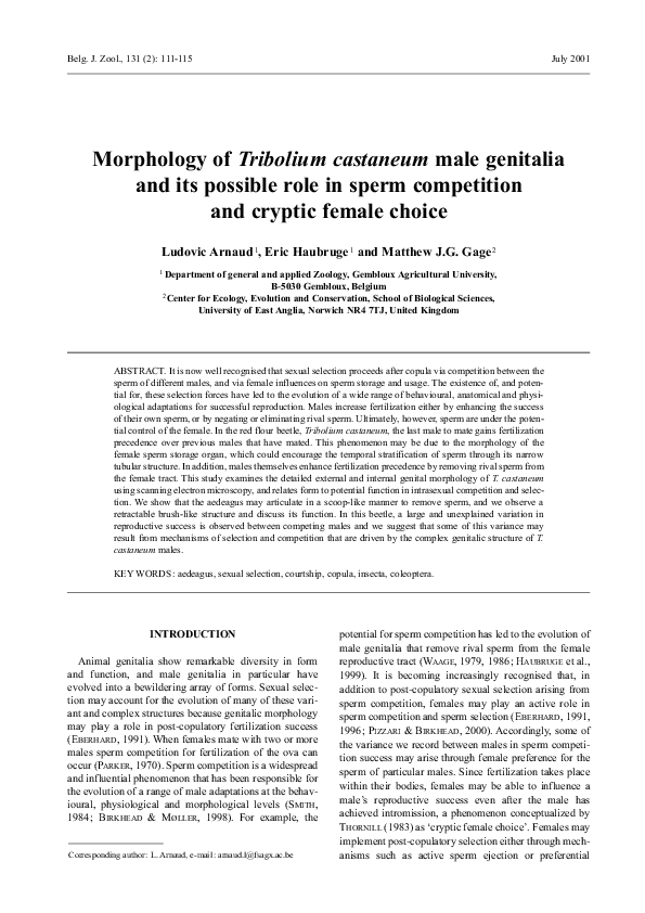 (PDF) Morphology of Tribolium castaneum male genitalia and its possible ...