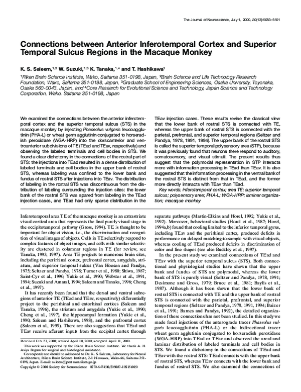 (PDF) Connections between the anterior inferotemporal cortex (area TE ...