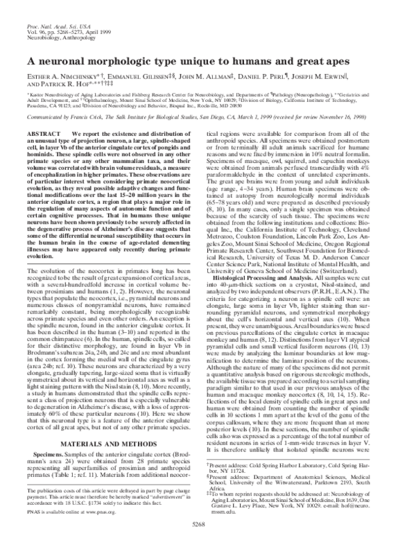 (PDF) A neuronal morphologic type unique to humans and great apes