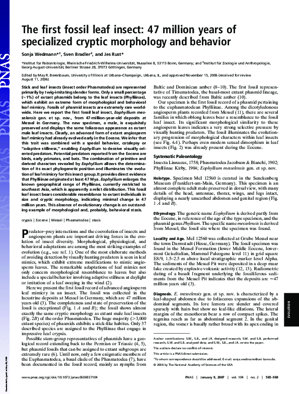 (PDF) The first fossil leaf insect: 47 million years of specialized ...