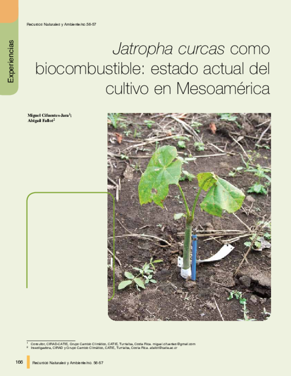 (PDF) Jatropha curcas como biocombustible: estado actual del cultivo en Mesoamérica