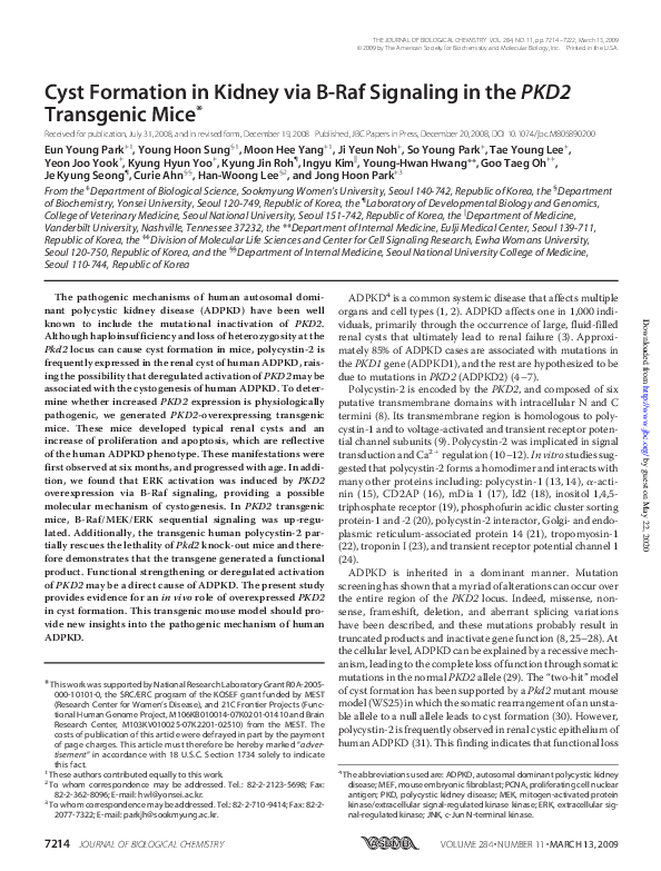 (PDF) Cyst Formation in Kidney via B-Raf Signaling in the PKD2 ...
