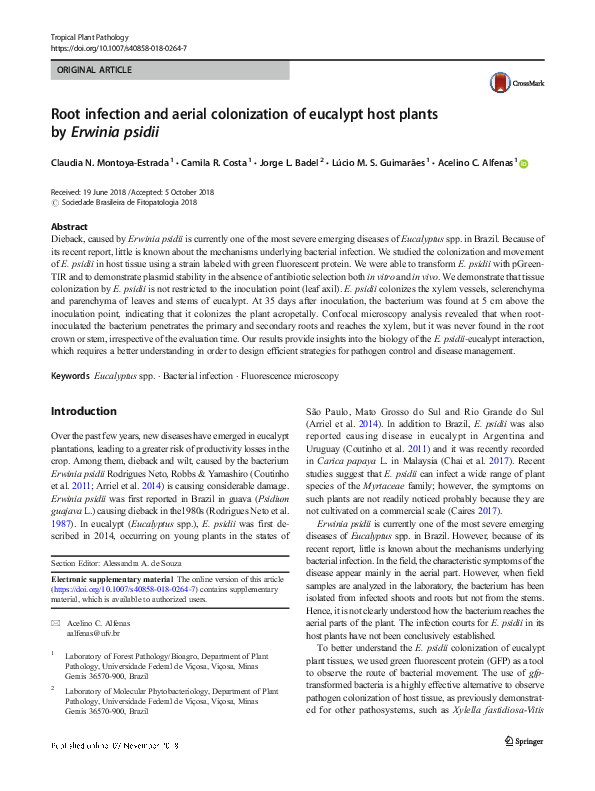 (PDF) Root infection and aerial colonization of eucalypt host plants by ...
