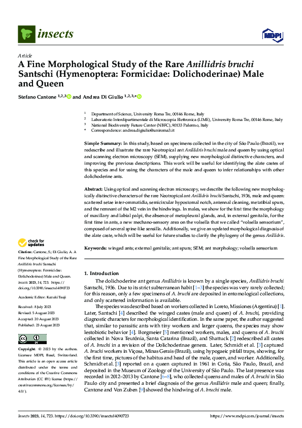 (PDF) A Fine Morphological Study of the Rare Anillidris bruchi Santschi ...