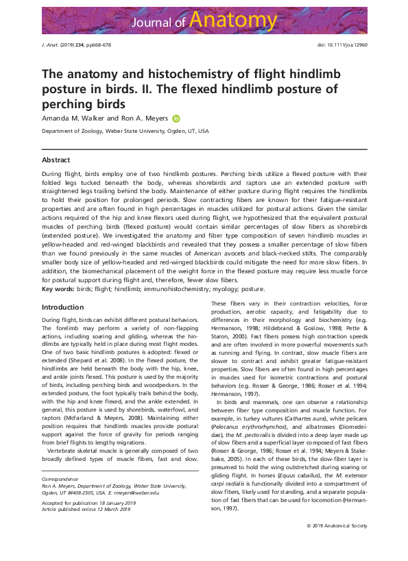 (PDF) The anatomy and histochemistry of flight hindlimb posture in ...