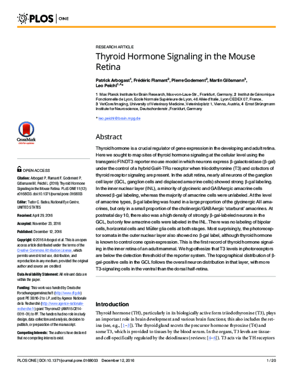 (PDF) Thyroid Hormone Signaling in the Mouse Retina