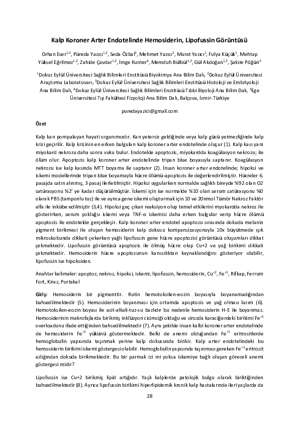 (PDF) Kalp koroner arter endotelinde hemosiderin lipofussin görüntüsü