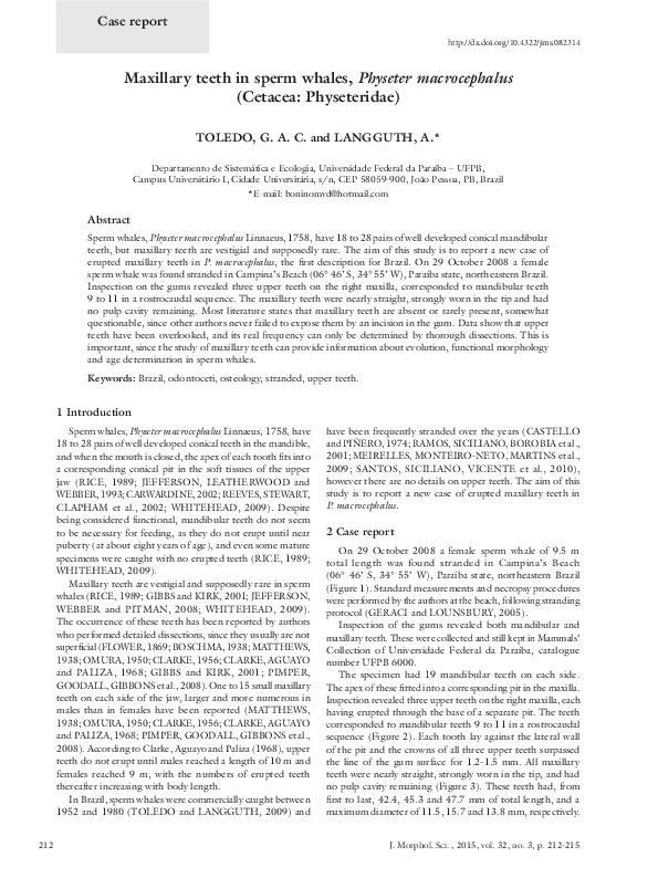 (PDF) Maxillary teeth in sperm whales, Physeter macrocephalus (Cetacea ...