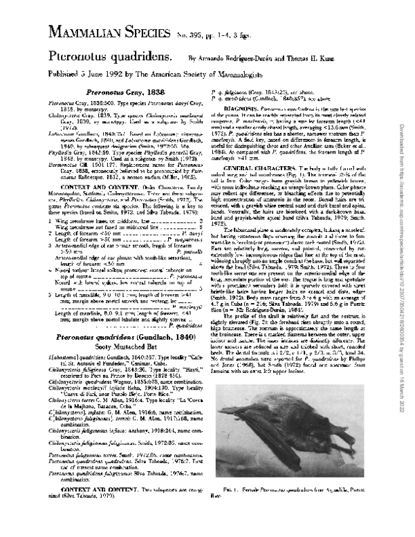 (PDF) Pteronotus quadridens