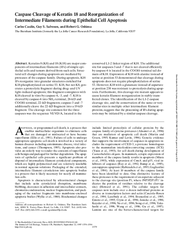 (PDF) Caspase Cleavage of Keratin 18 and Reorganization of Intermediate ...